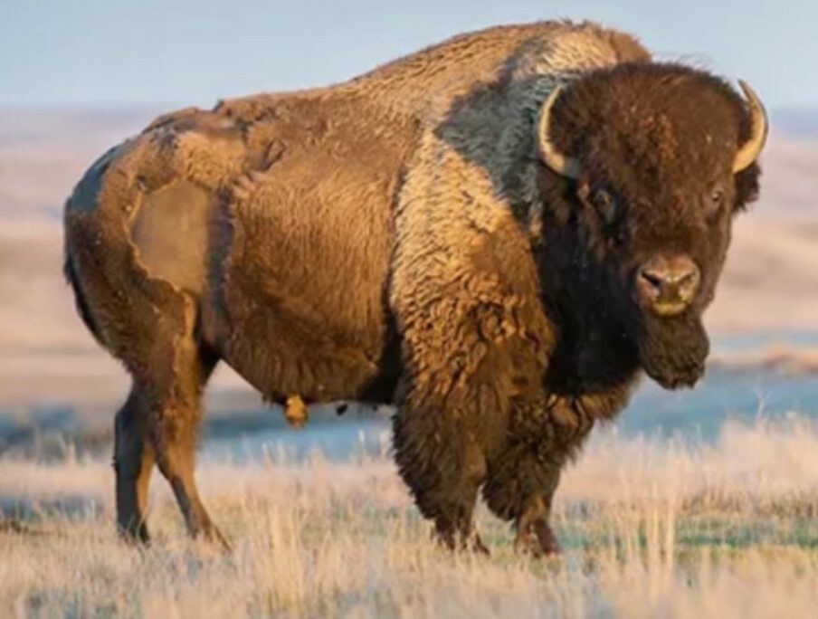 Home - Booneville Regulators